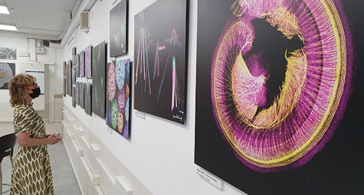 אמנות תחת המיקרוסקופ | אוניברסיטת ת"א | אוניברסיטת תל אביב